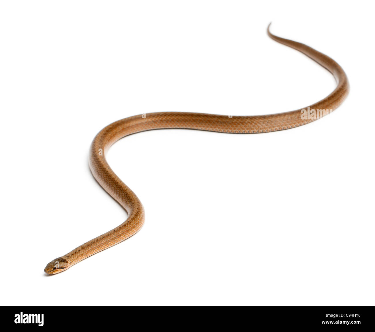 Smooth snake hi-res stock photography and images - Alamy