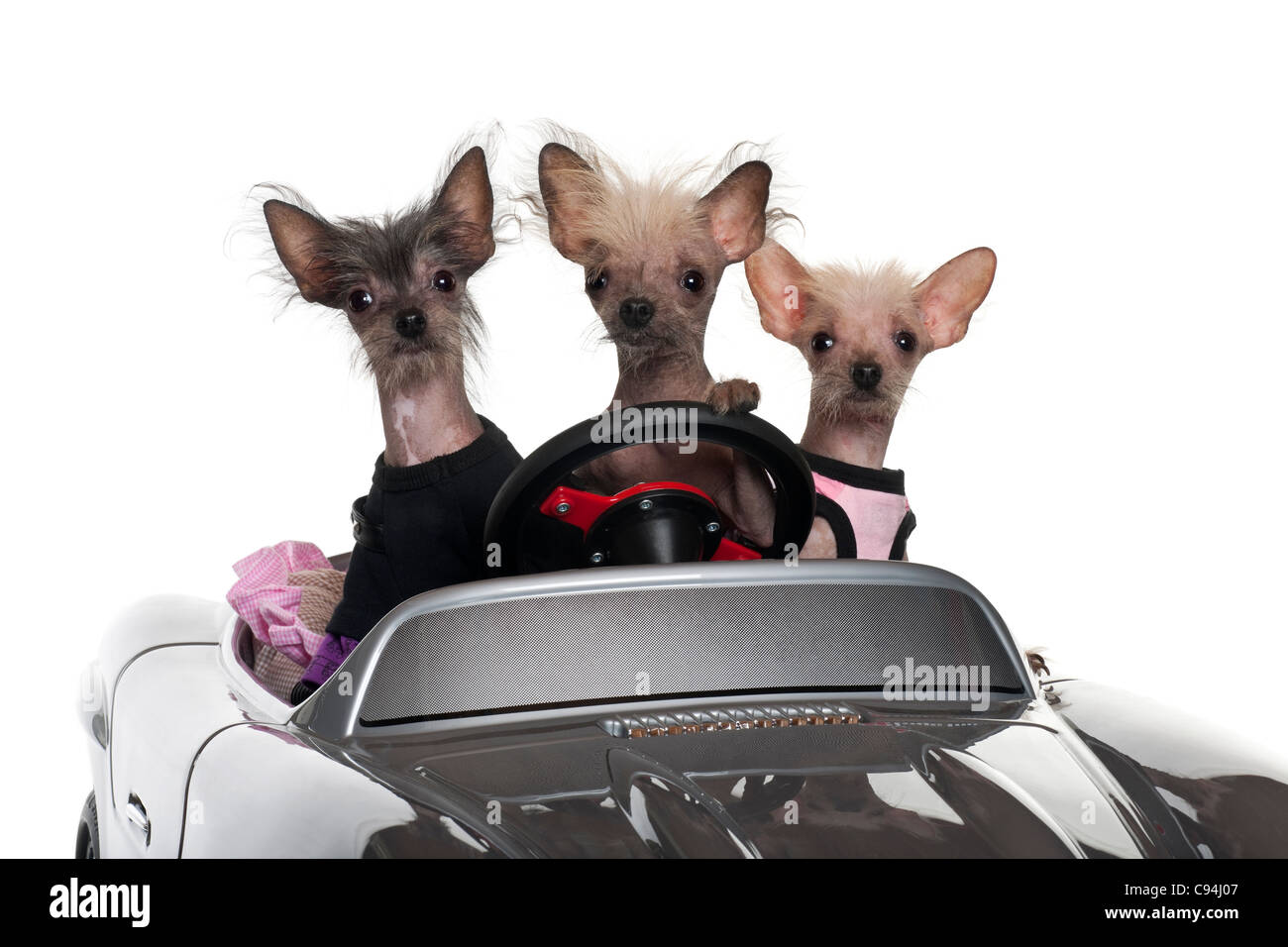 Chinese Crested dogs driving convertible in front of white background ...