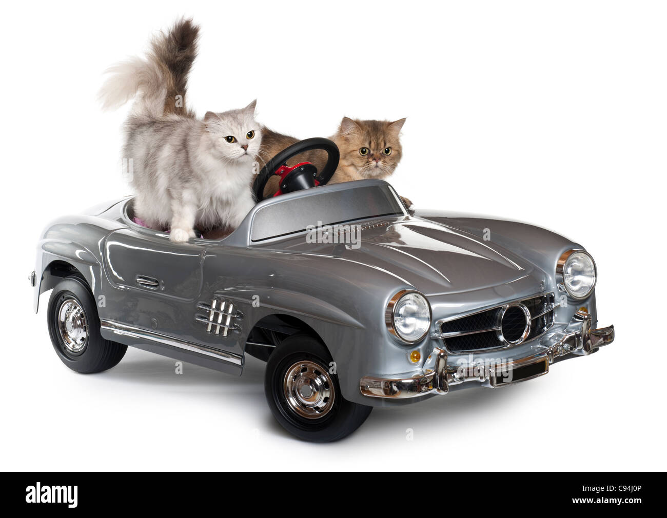 Persian cat, 1 year old, and Norwegian Forest Cat, 5 years old, driving ...
