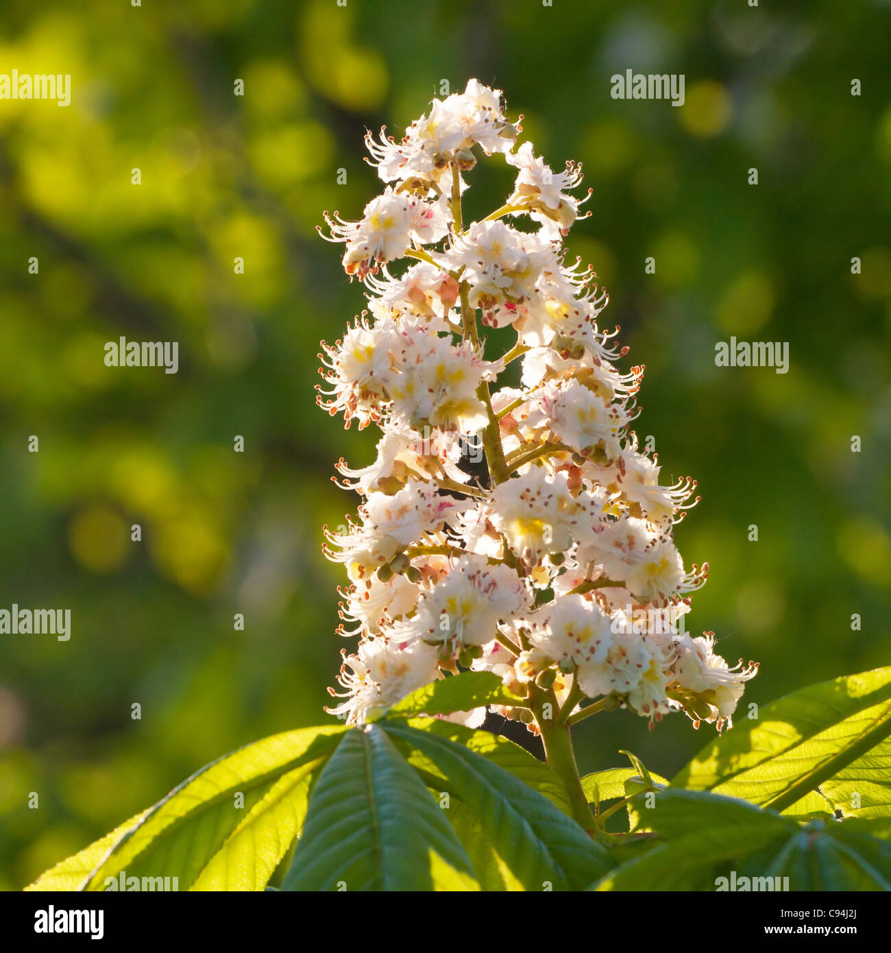 Spring chestnut chestnut blossom hi-res stock photography and images ...