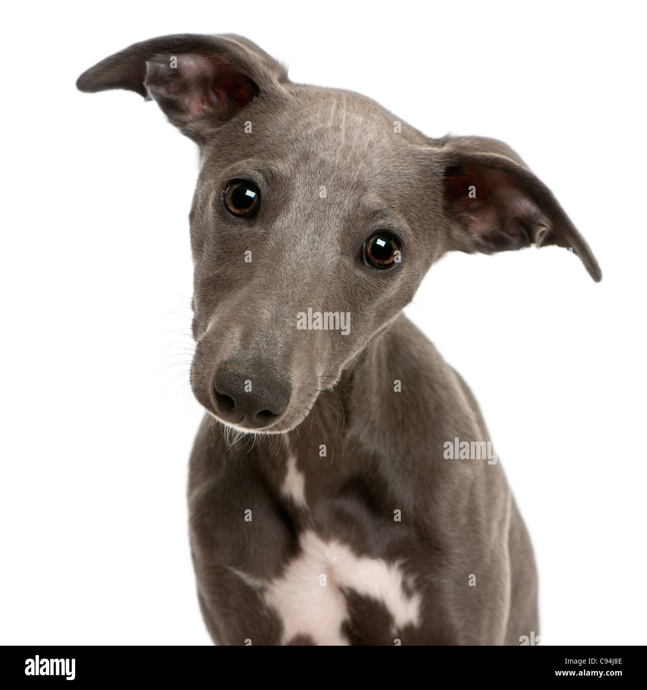Close-up of Whippet puppy, 6 months old, in front of white background ...