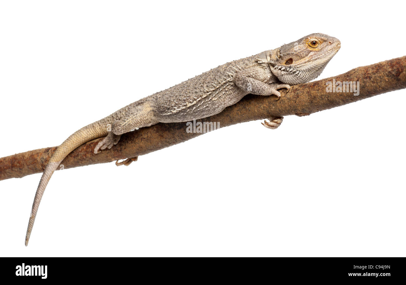 Pogona species hi-res stock photography and images - Alamy