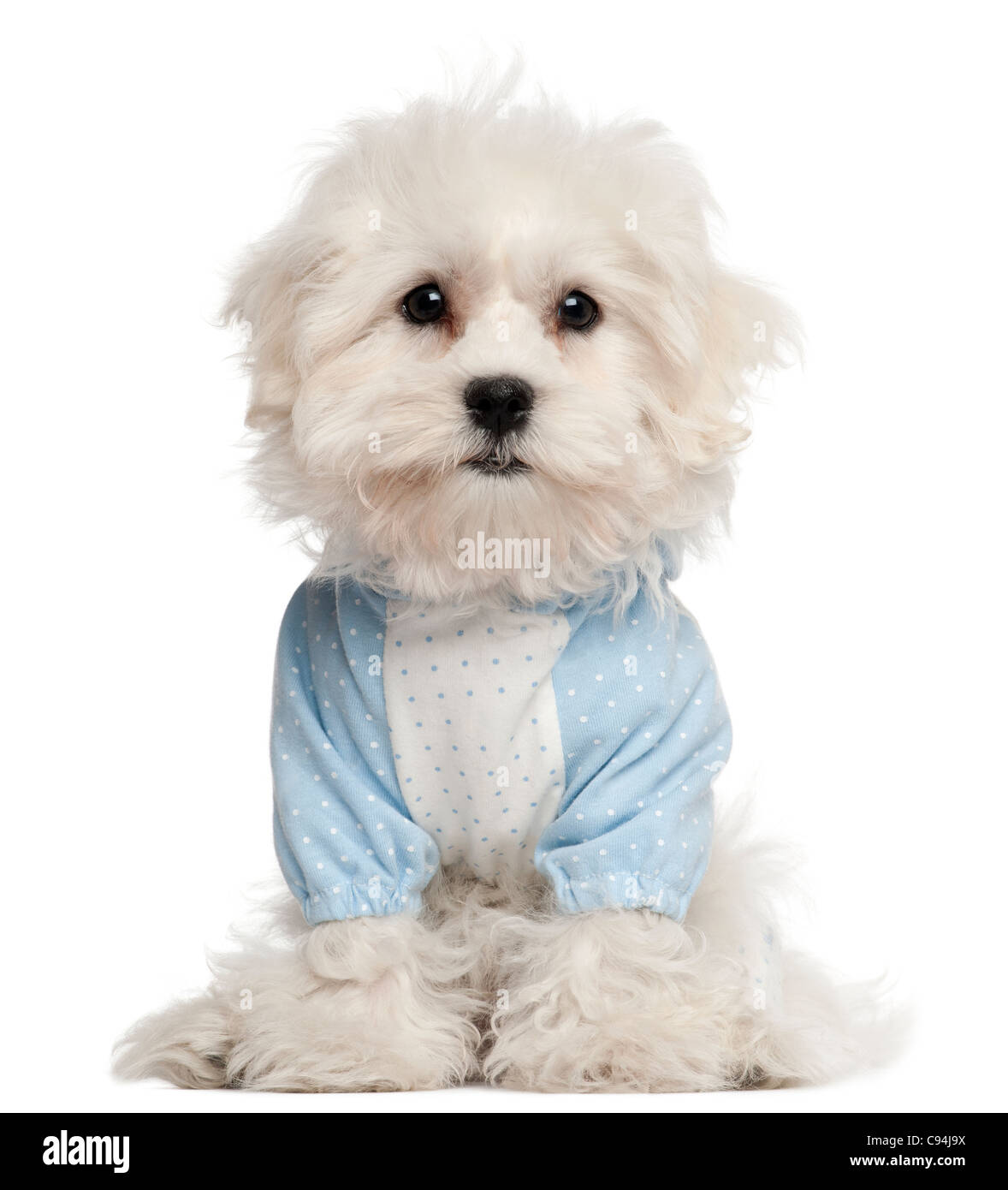 Maltese puppy dressed in blue, 3 months old, in front of white ...