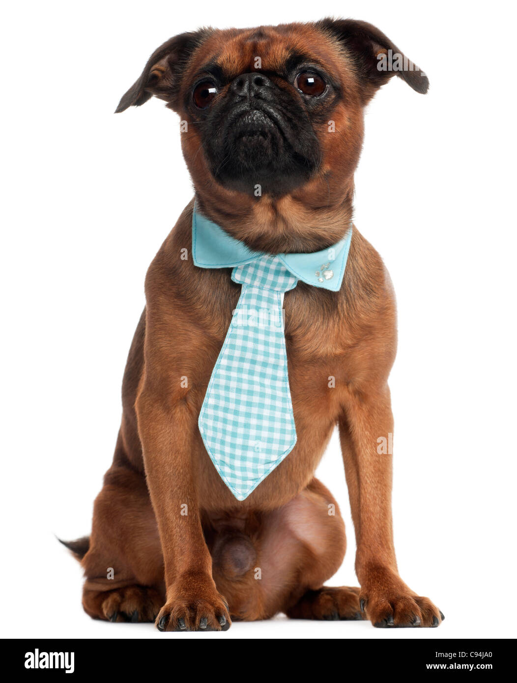Pug, 3 years old, wearing a tie in front of white background Stock ...