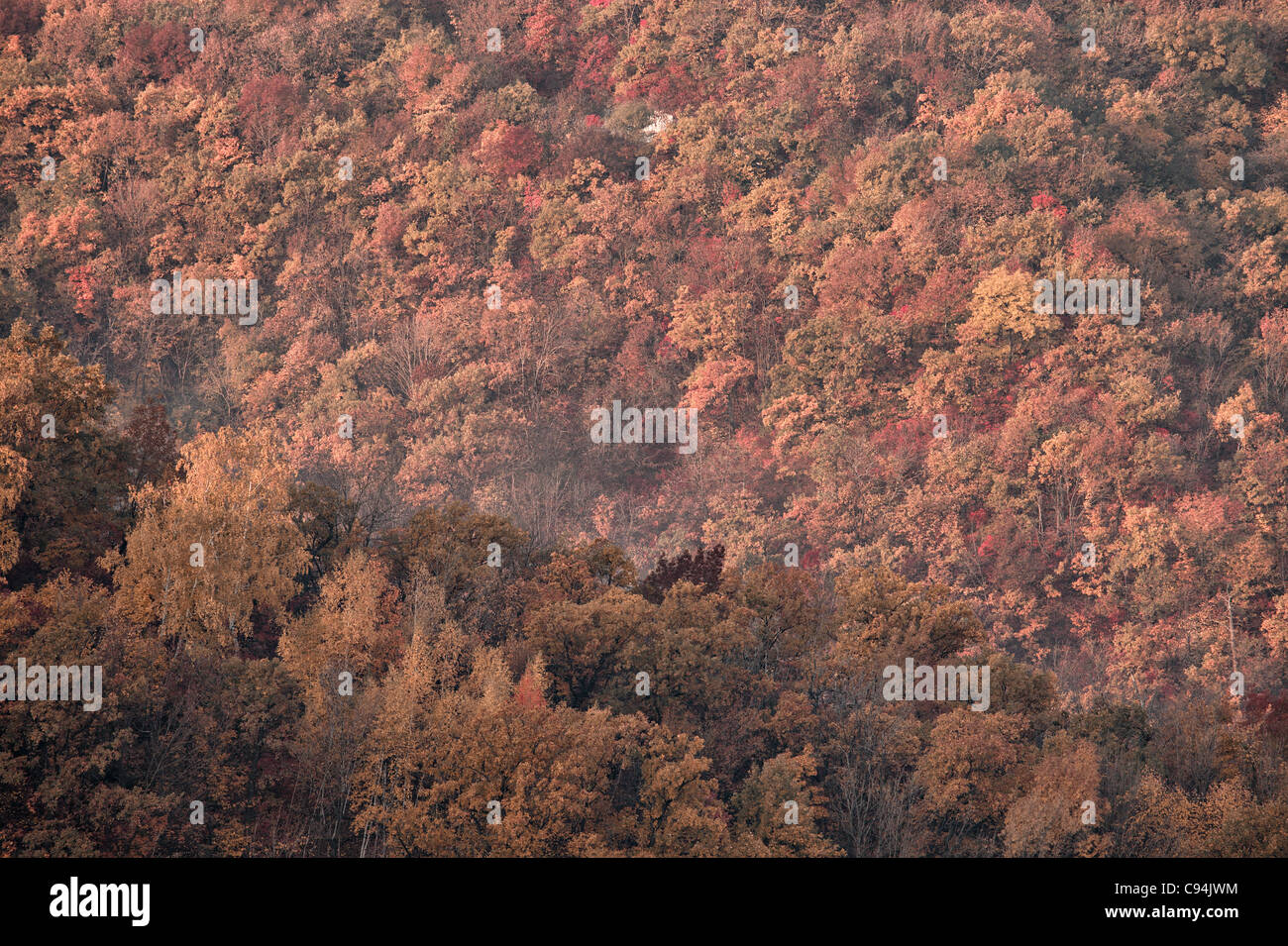 Aerial view of the fall forest Stock Photo - Alamy