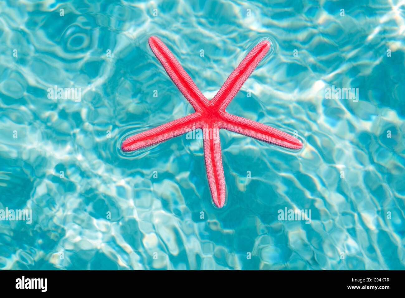 Red starfish floating on clean turquoise water in tropical beach Stock ...