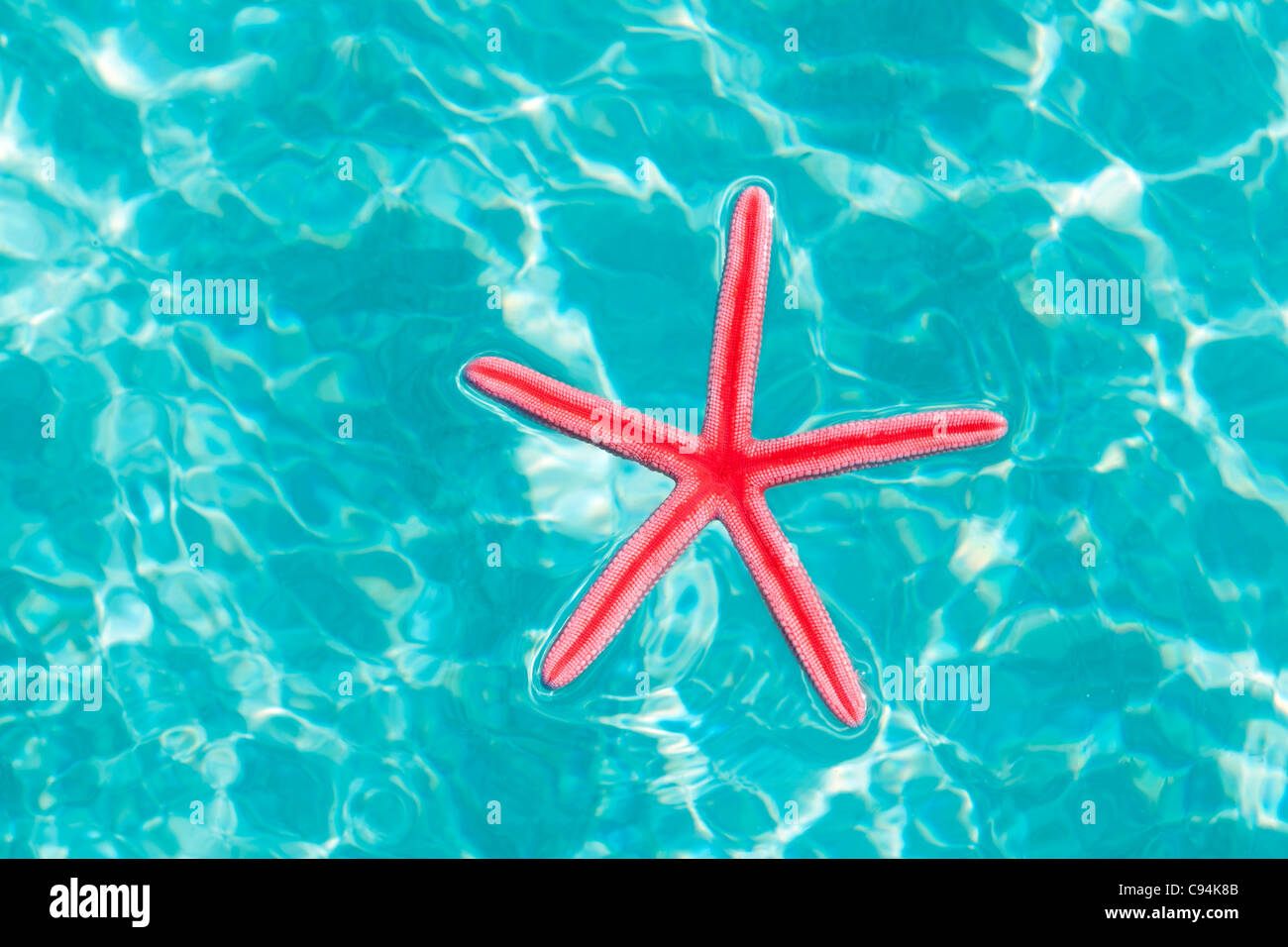 Red starfish floating on clean turquoise water in tropical beach Stock ...