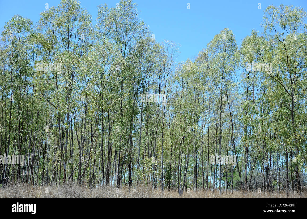Gum tree forest in Imire Safari Ranch, Zimbabwe Stock Photo - Alamy