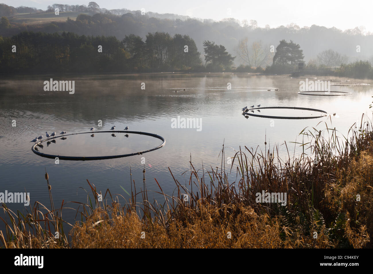 Early morning on Trimpley reservoir in Wyre Forest Stock Photo - Alamy