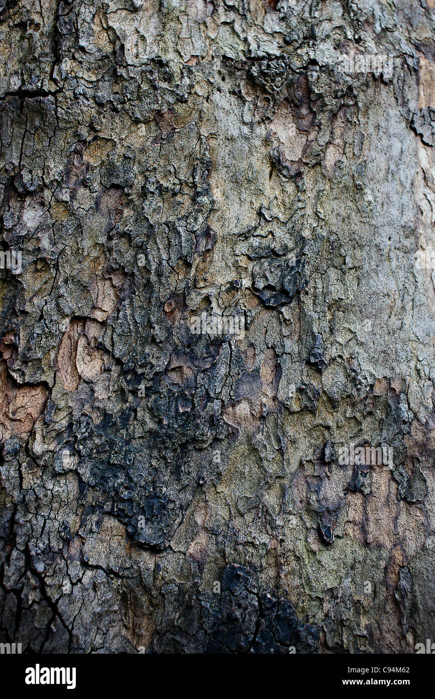 bark of an old tree texture Stock Photo - Alamy
