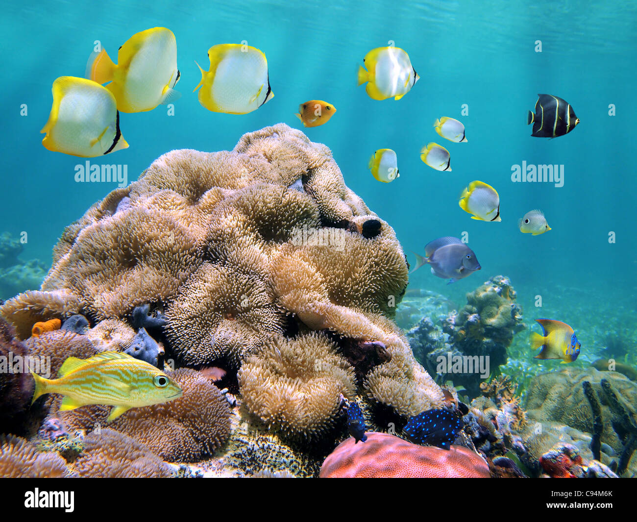 Tropical fish with sea anemones, Caribbean sea Stock Photo - Alamy