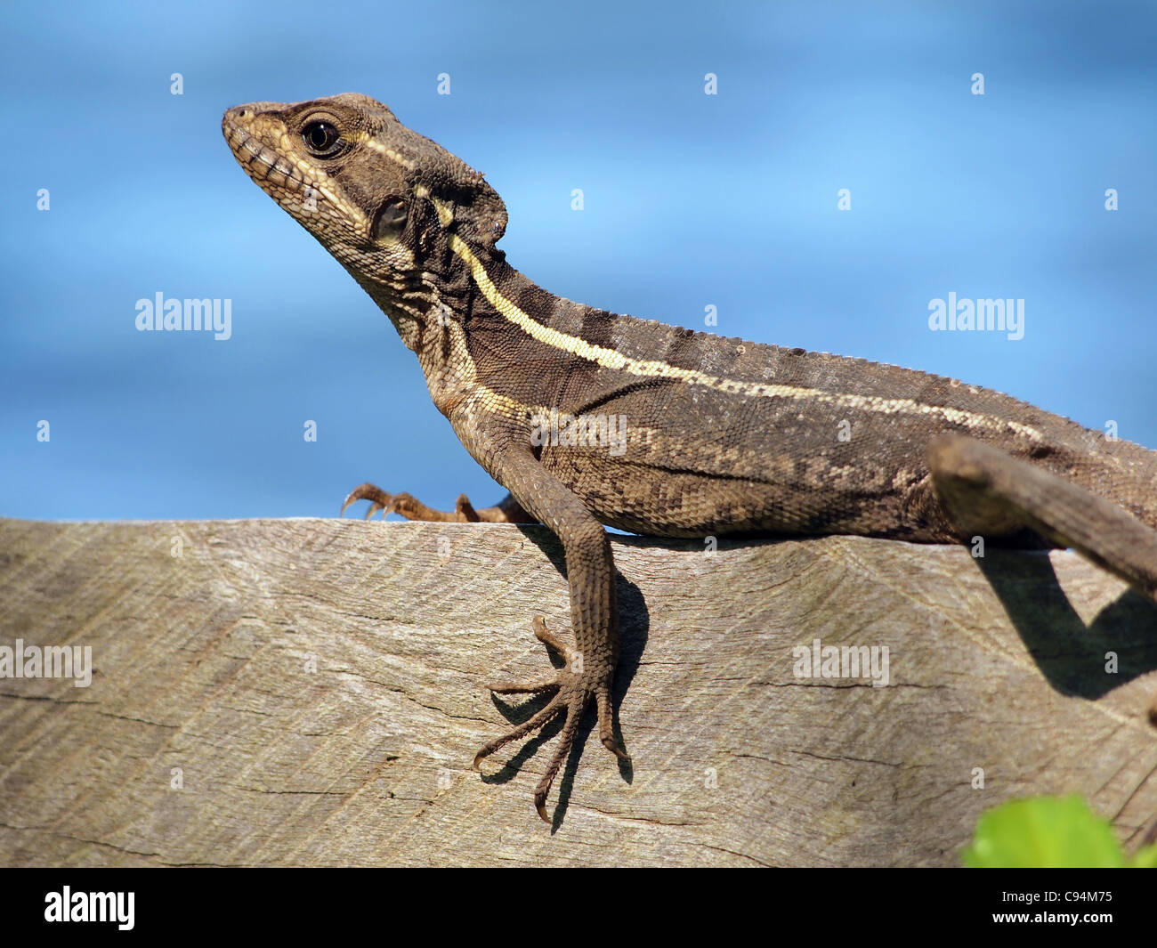 Basilisk lizard on water hi-res stock photography and images - Alamy