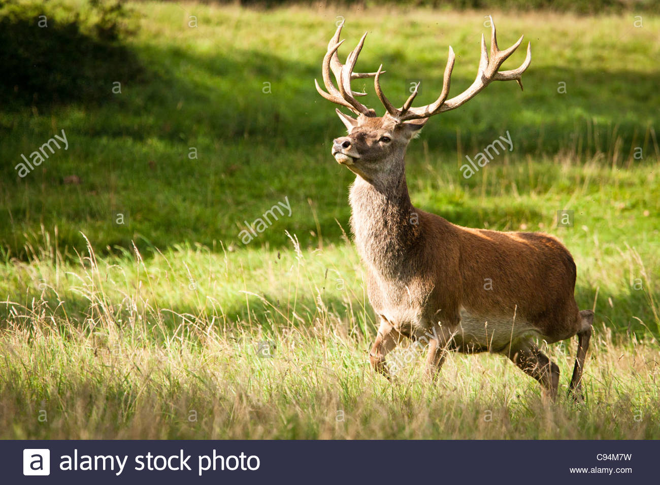 Running Deer High Resolution Stock Photography and Images - Alamy