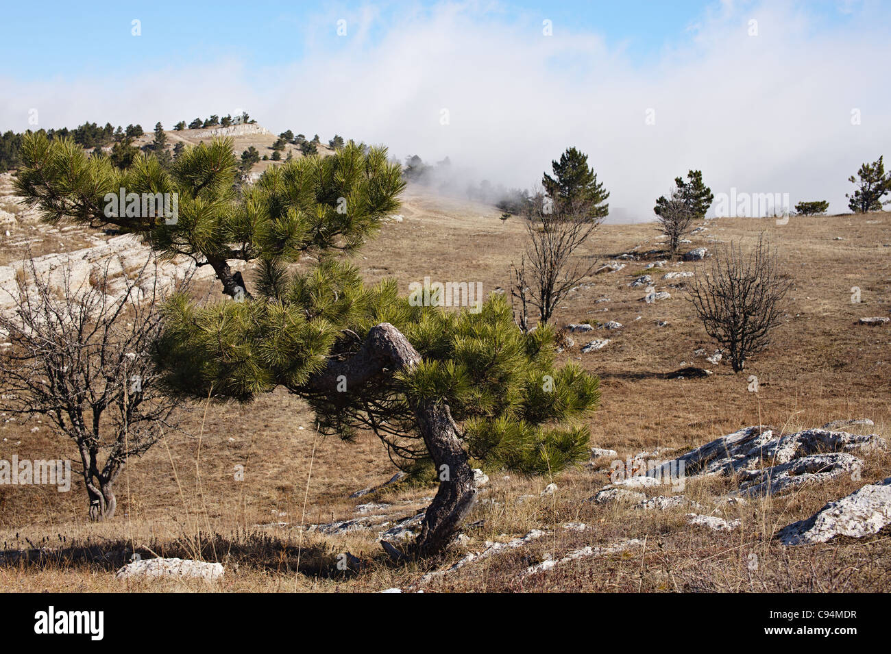 Fir tree at foggy day at mountain valley. Crimea, Ukraine Stock Photo ...