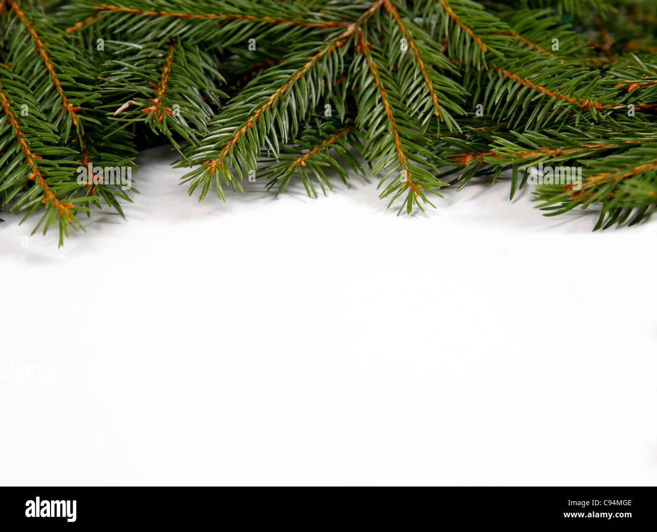 The green twigs of the spruce Stock Photo - Alamy