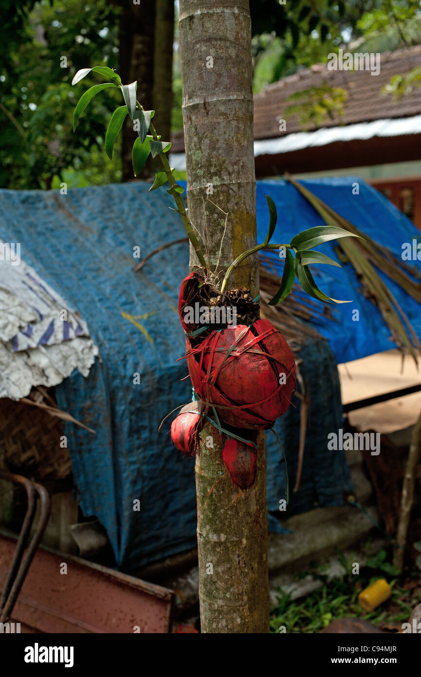 Coconut leaves decoration hi-res stock photography and images - Alamy