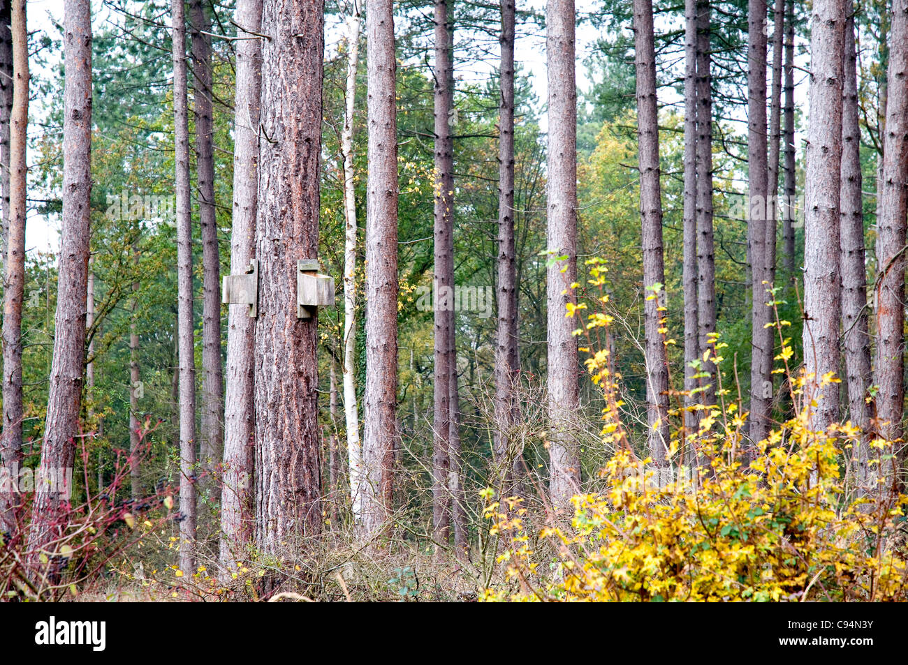 Owl nest box in a tree hi-res stock photography and images - Alamy