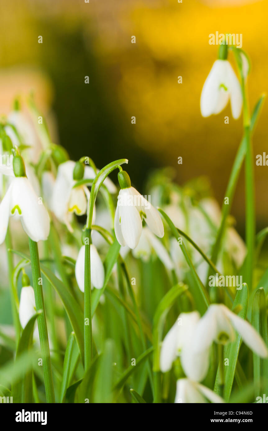 A bunch of spring Snowdrops Stock Photo - Alamy