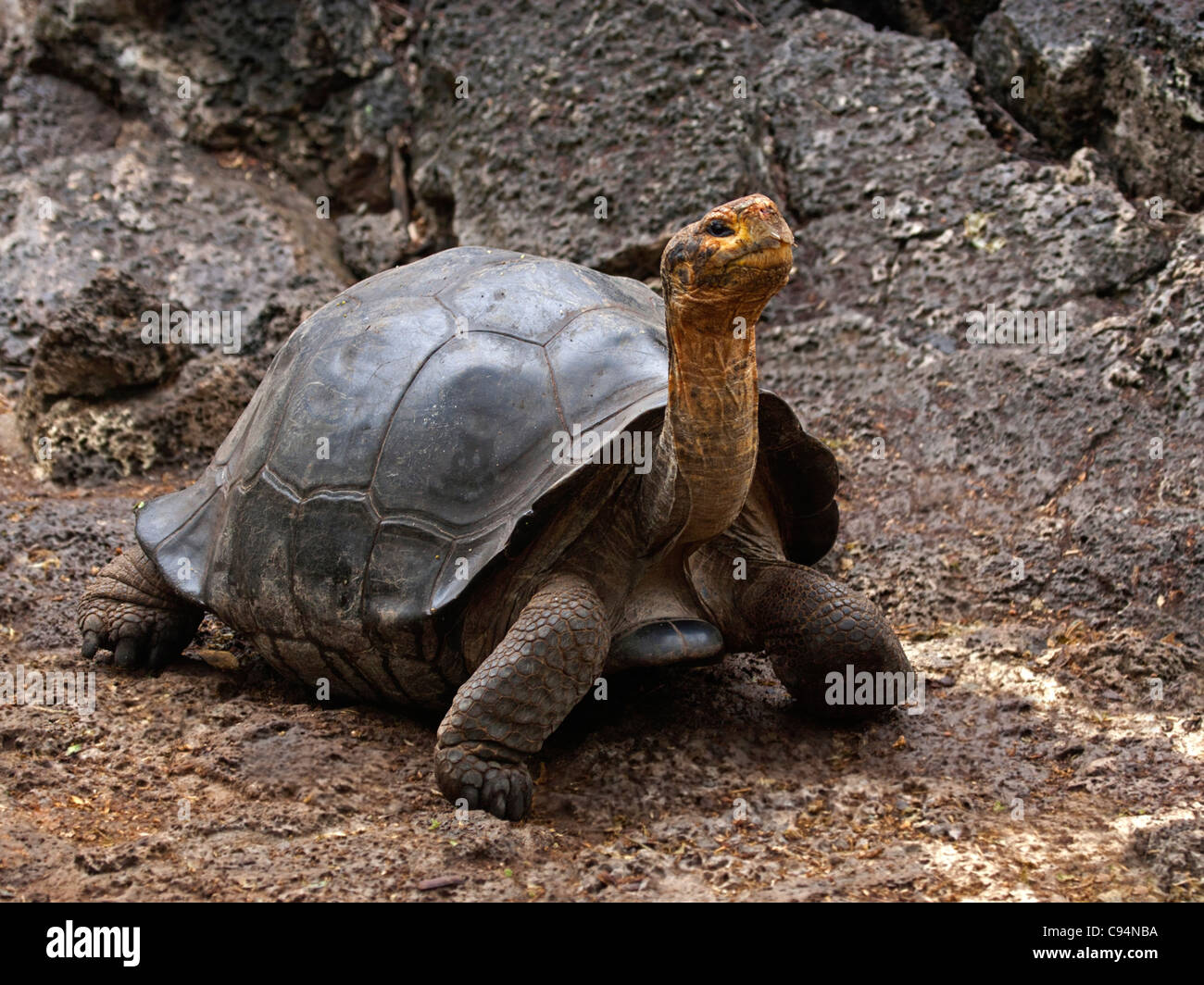 Galapagos giant tortoise with head raised Stock Photo - Alamy