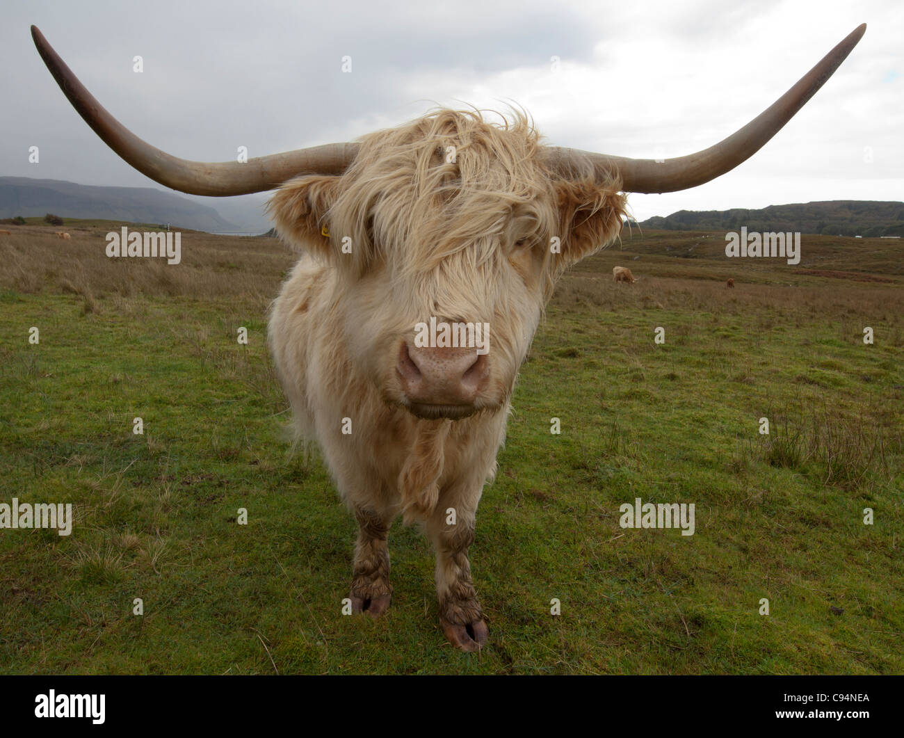 Highland cow horns hi-res stock photography and images - Alamy