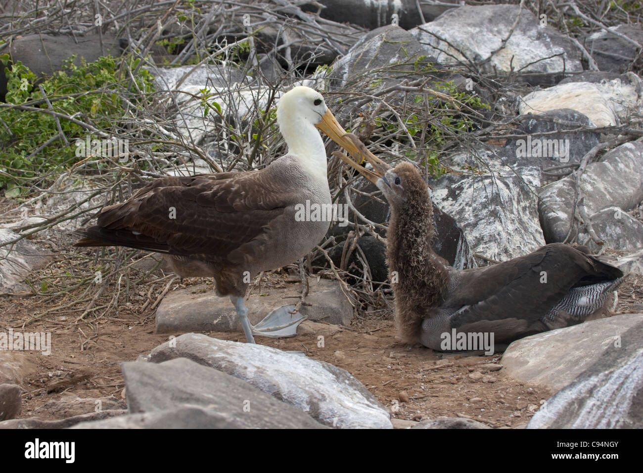 Waved albatross courtship display in Galapagos Stock Photo - Alamy