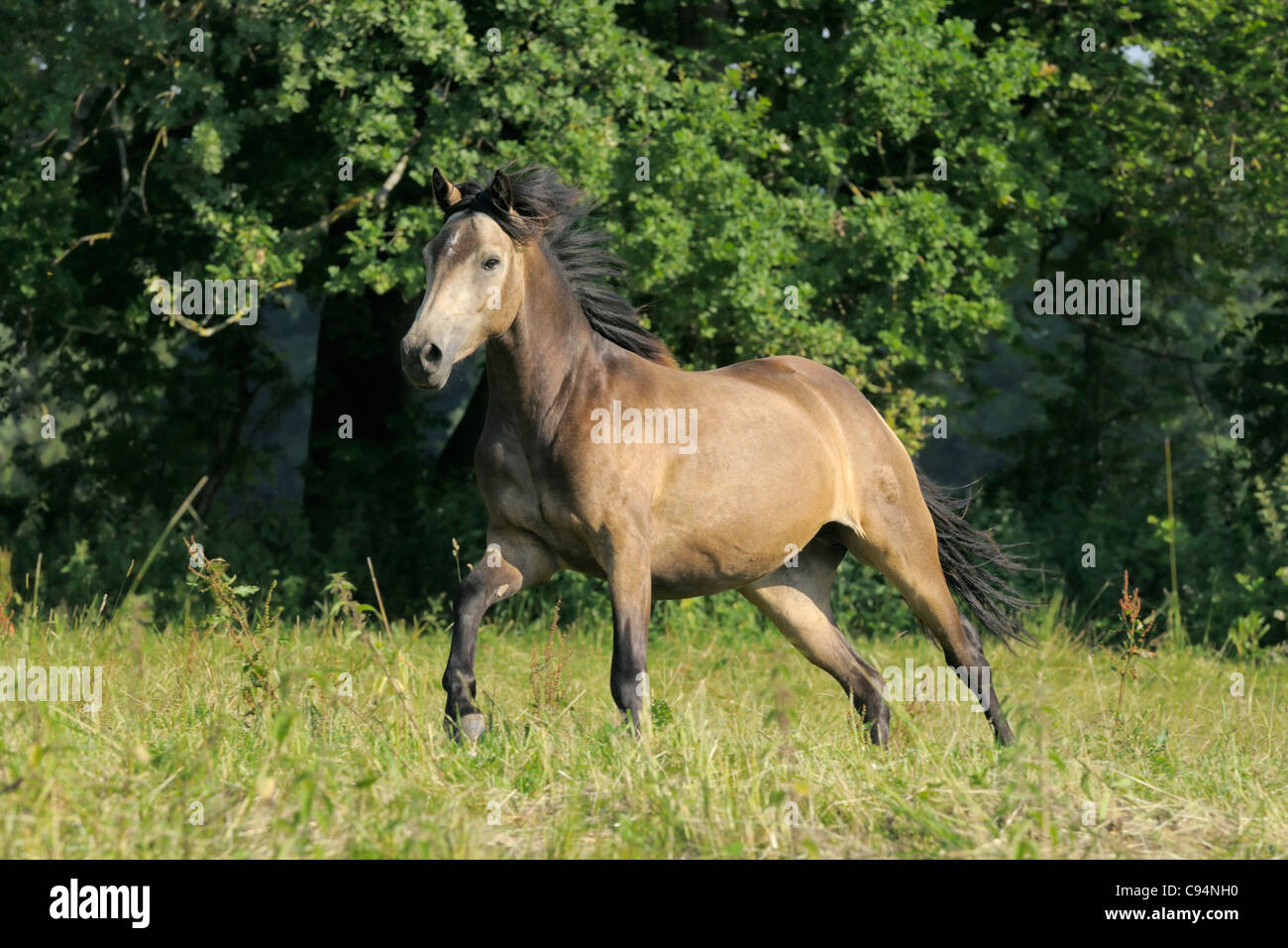 Galloping motion hi-res stock photography and images - Alamy