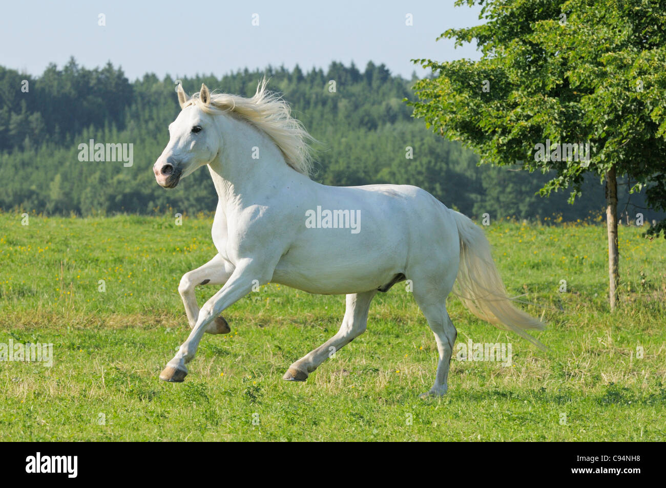 Canter cantering gallop galloping paddock horse horses ponies pony hi ...