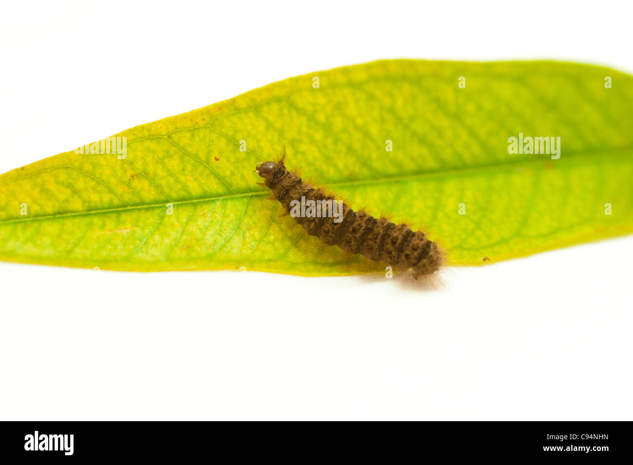 Caterpillar leaf worm hi-res stock photography and images - Alamy