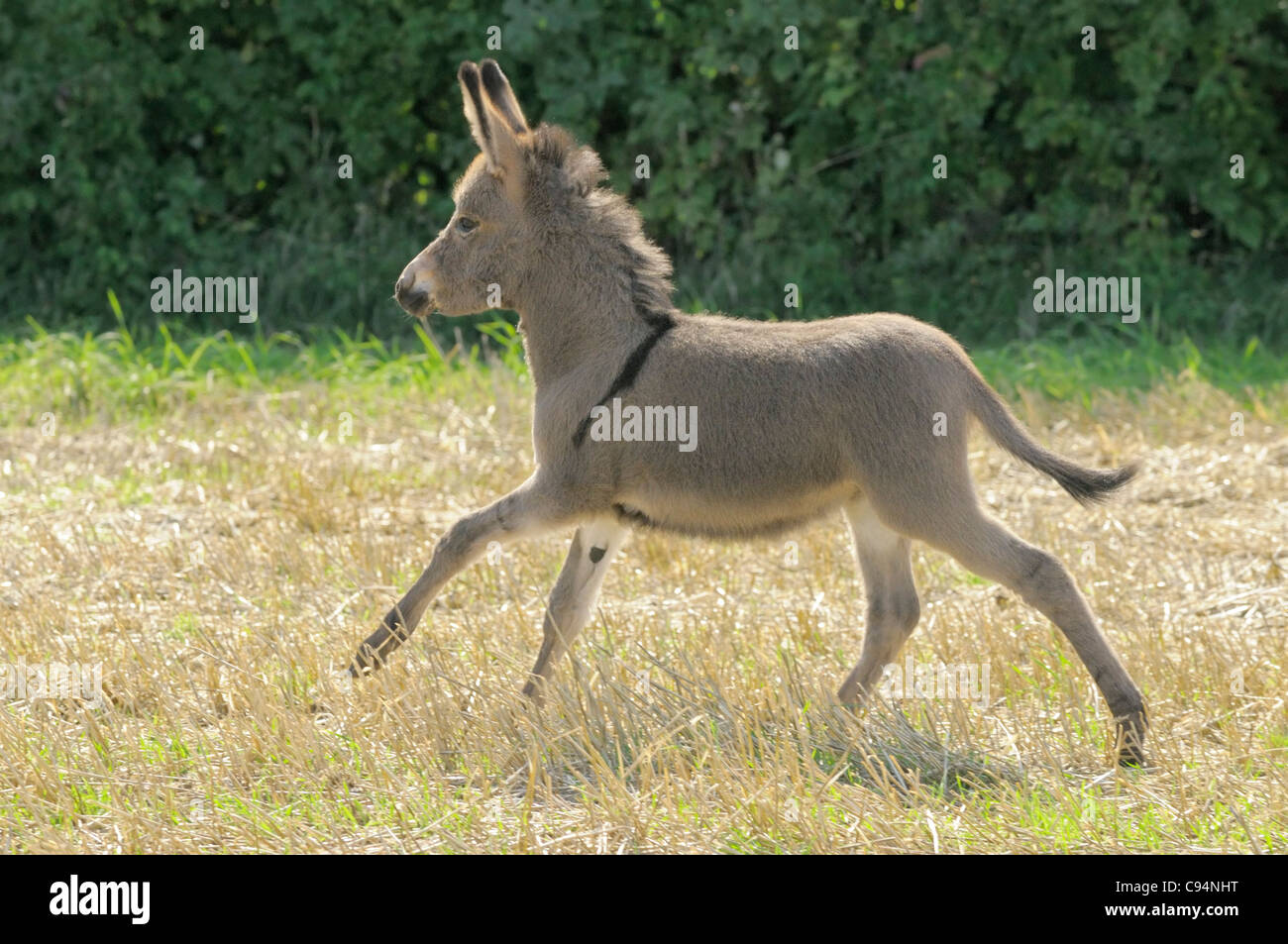Galloping donkey hi-res stock photography and images - Alamy