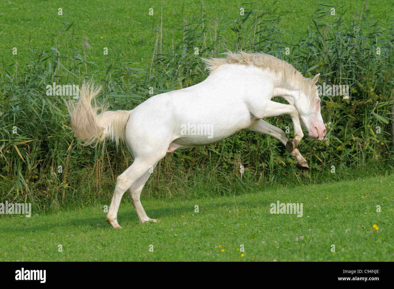 Bucking pony hi-res stock photography and images - Alamy