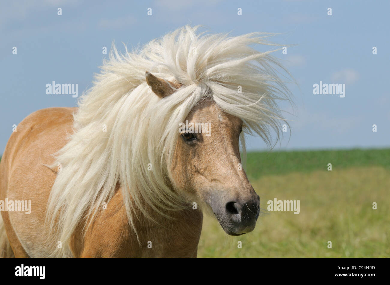 Shetland Pony with a flowing mane Stock Photo - Alamy