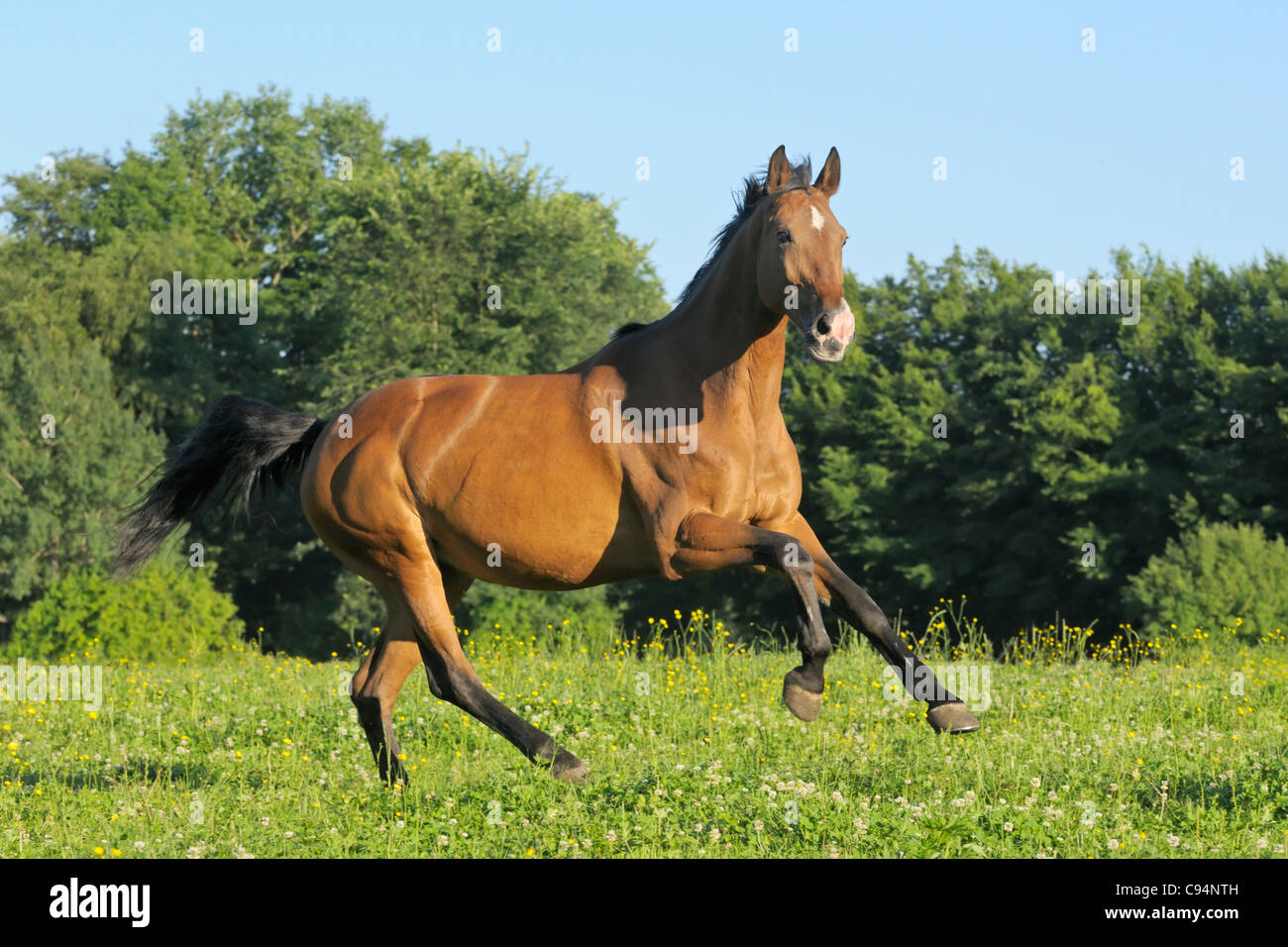 Oldenburg breed horse galloping in the field Stock Photo - Alamy