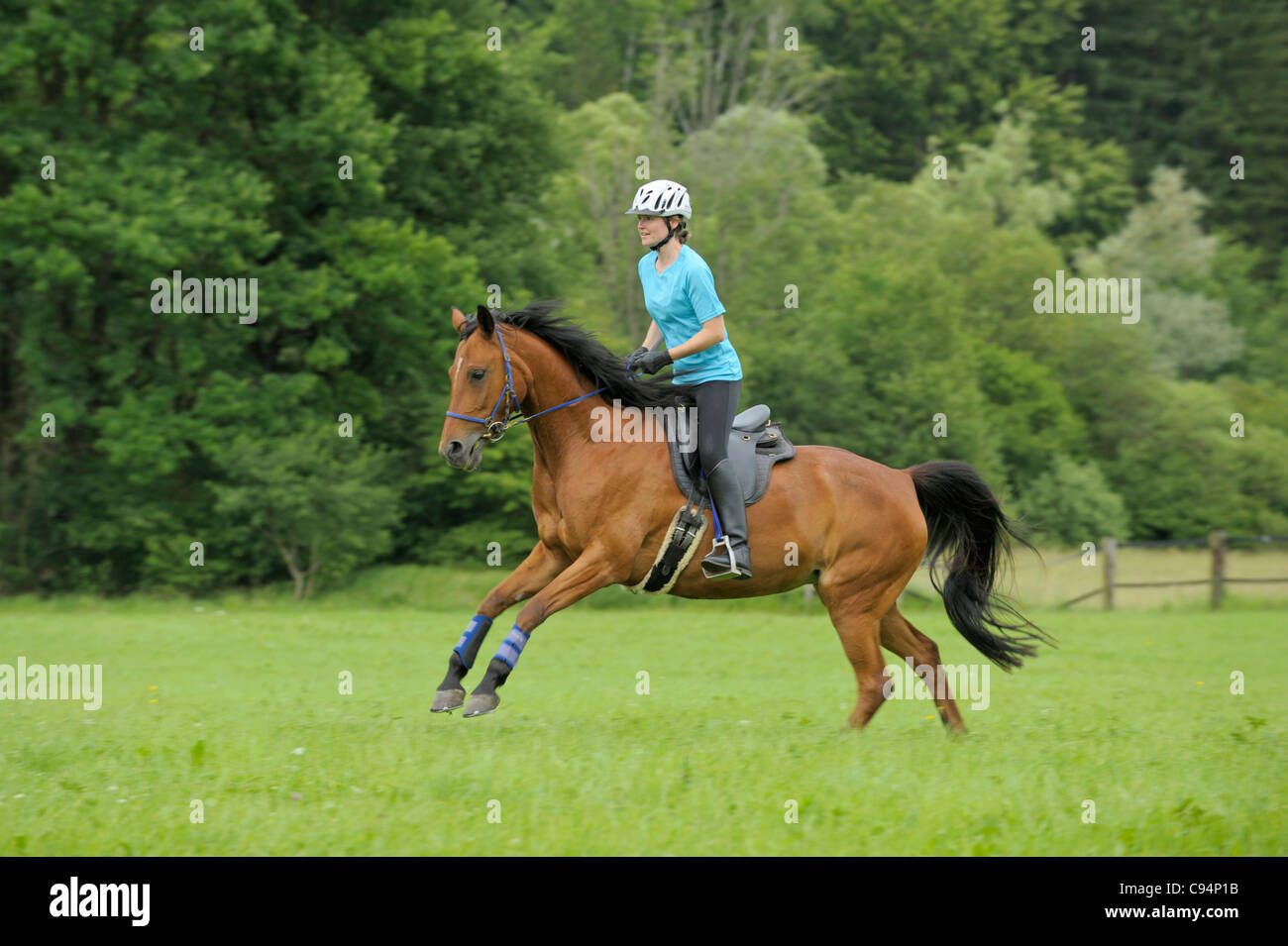 Wuerttemberg horse hi-res stock photography and images - Alamy