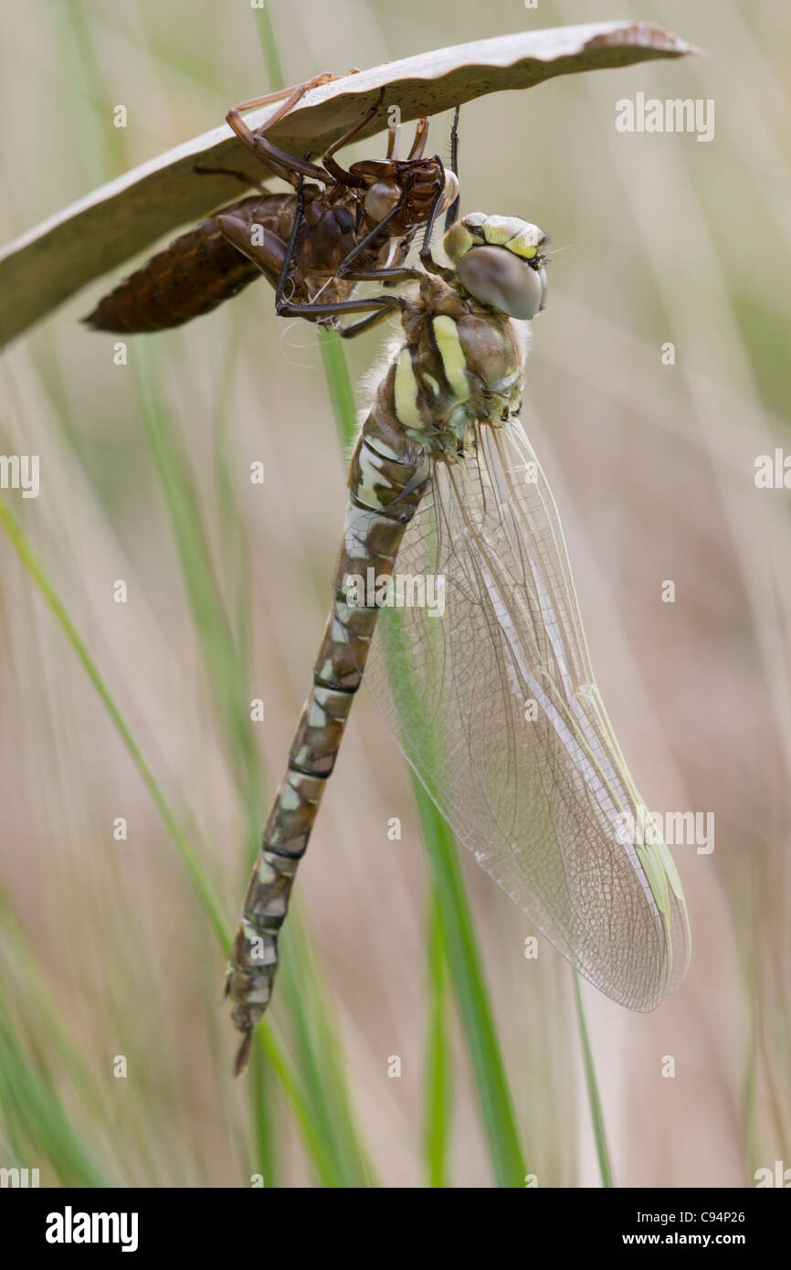 Female common hawker dragonfly hi-res stock photography and images - Alamy