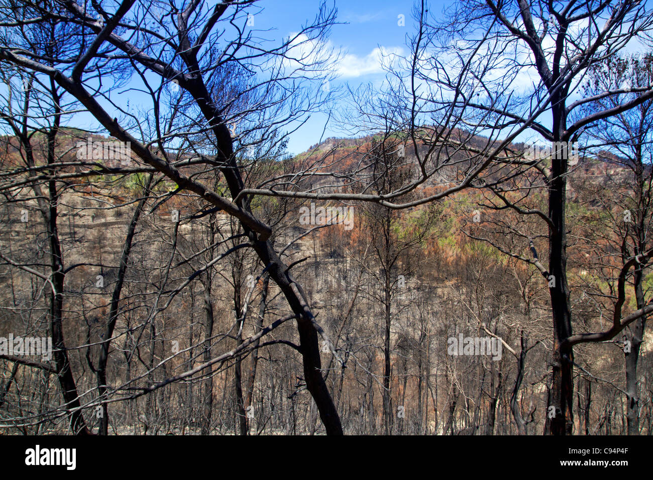 Burned pine trees hi-res stock photography and images - Alamy