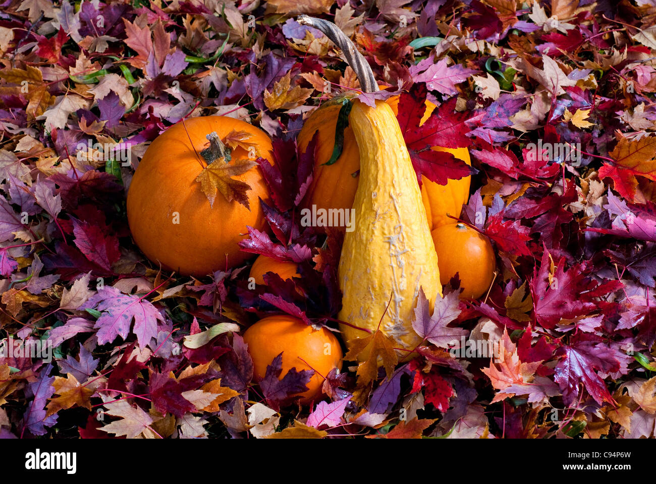 Fall leaves with a pumpkin and squash Stock Photo - Alamy