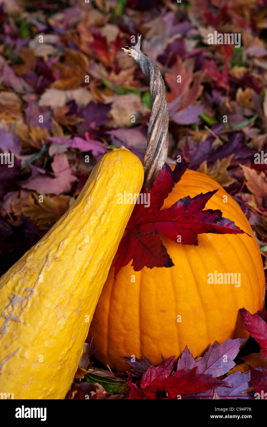 Pumpkin and squash autumn in fall leaves Stock Photo - Alamy