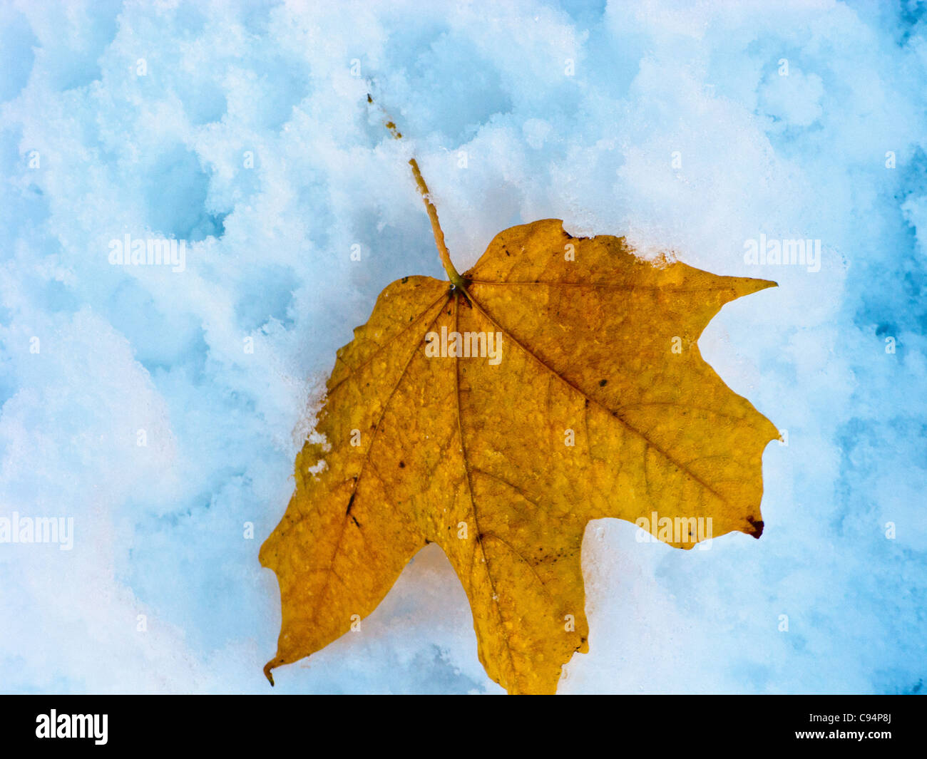 Abstract image of leaf hi-res stock photography and images - Alamy