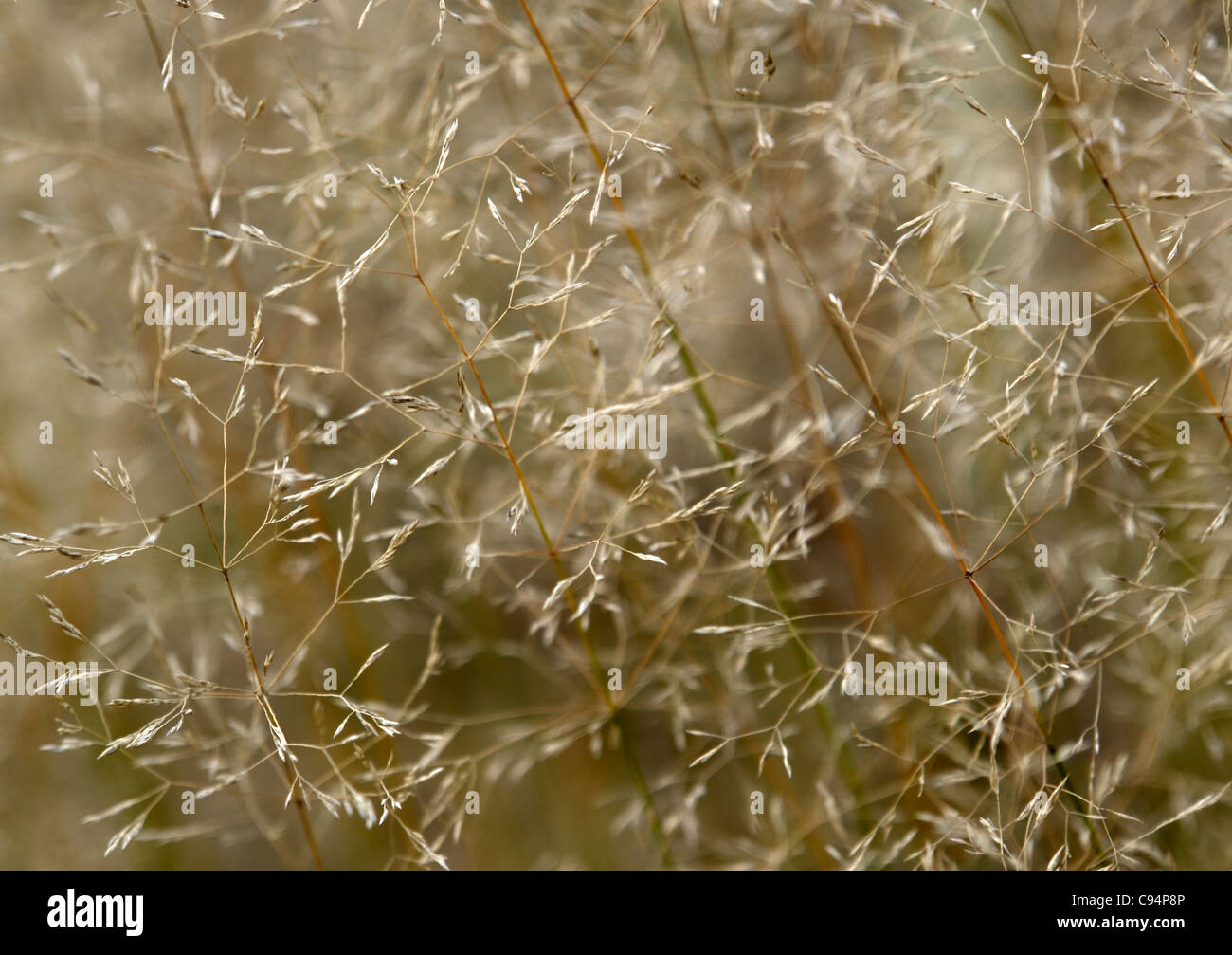 Sere plant hi-res stock photography and images - Alamy