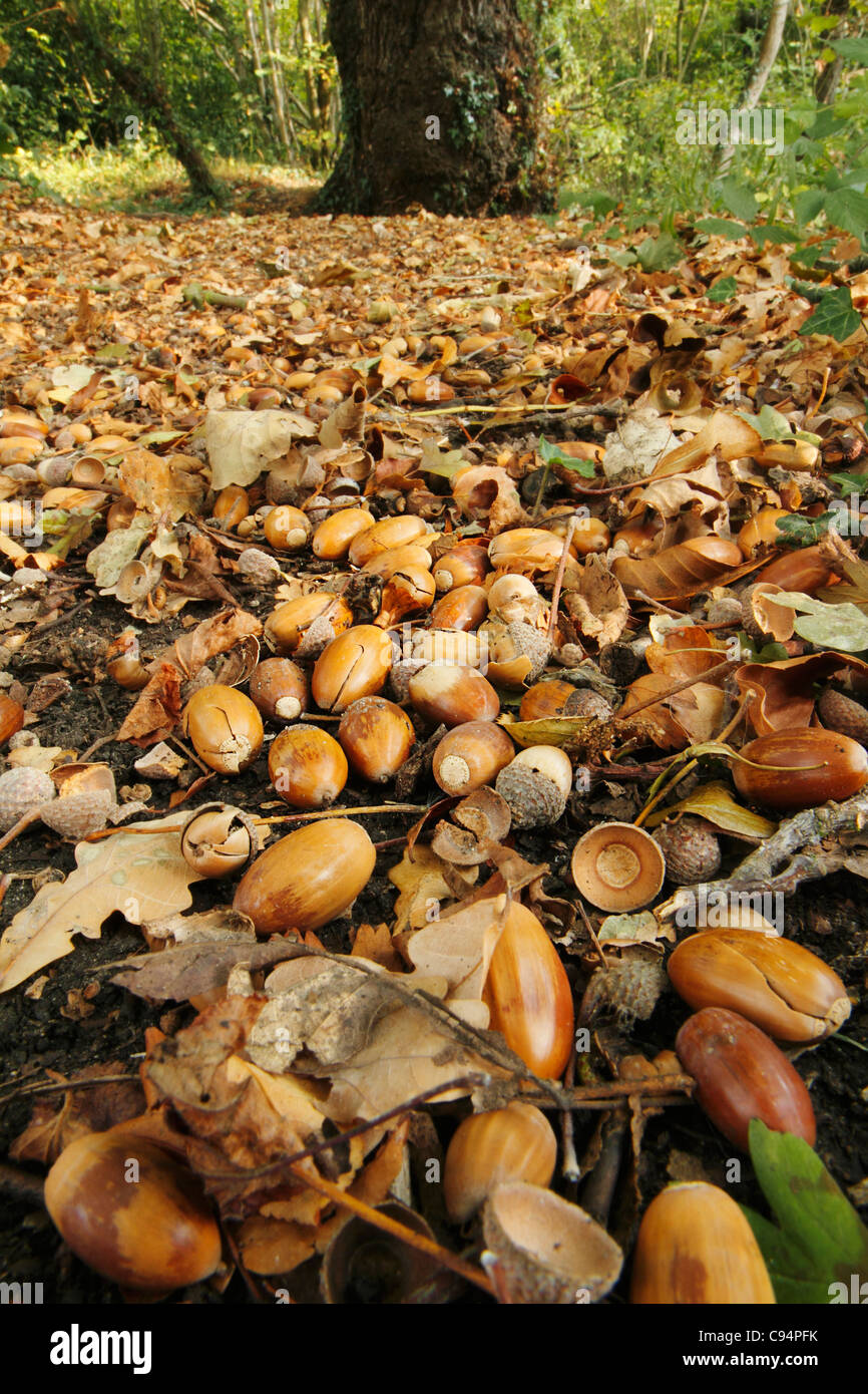 Fallen acorns on woodland floor, UK Stock Photo - Alamy