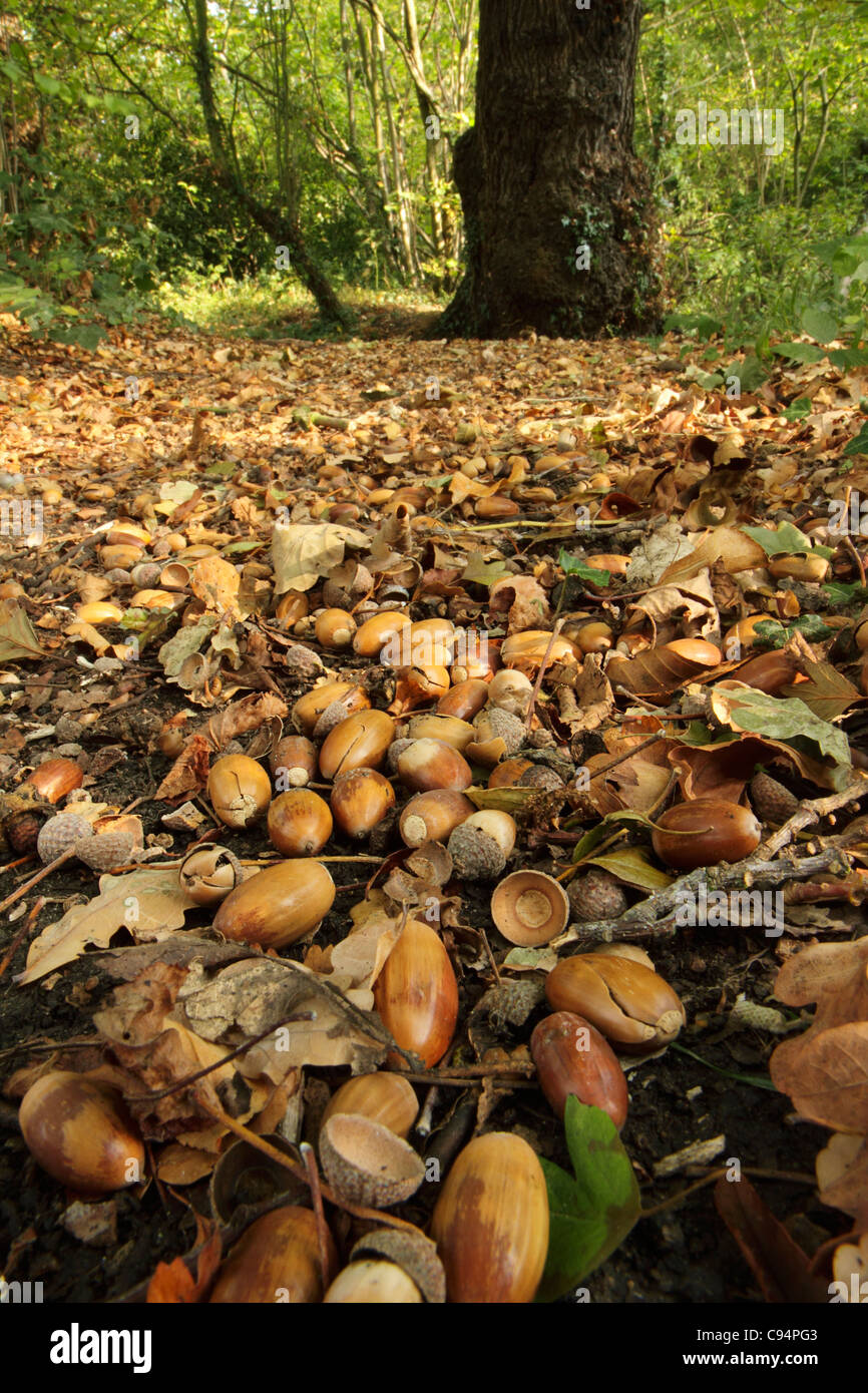 Kent fallen hi-res stock photography and images - Alamy
