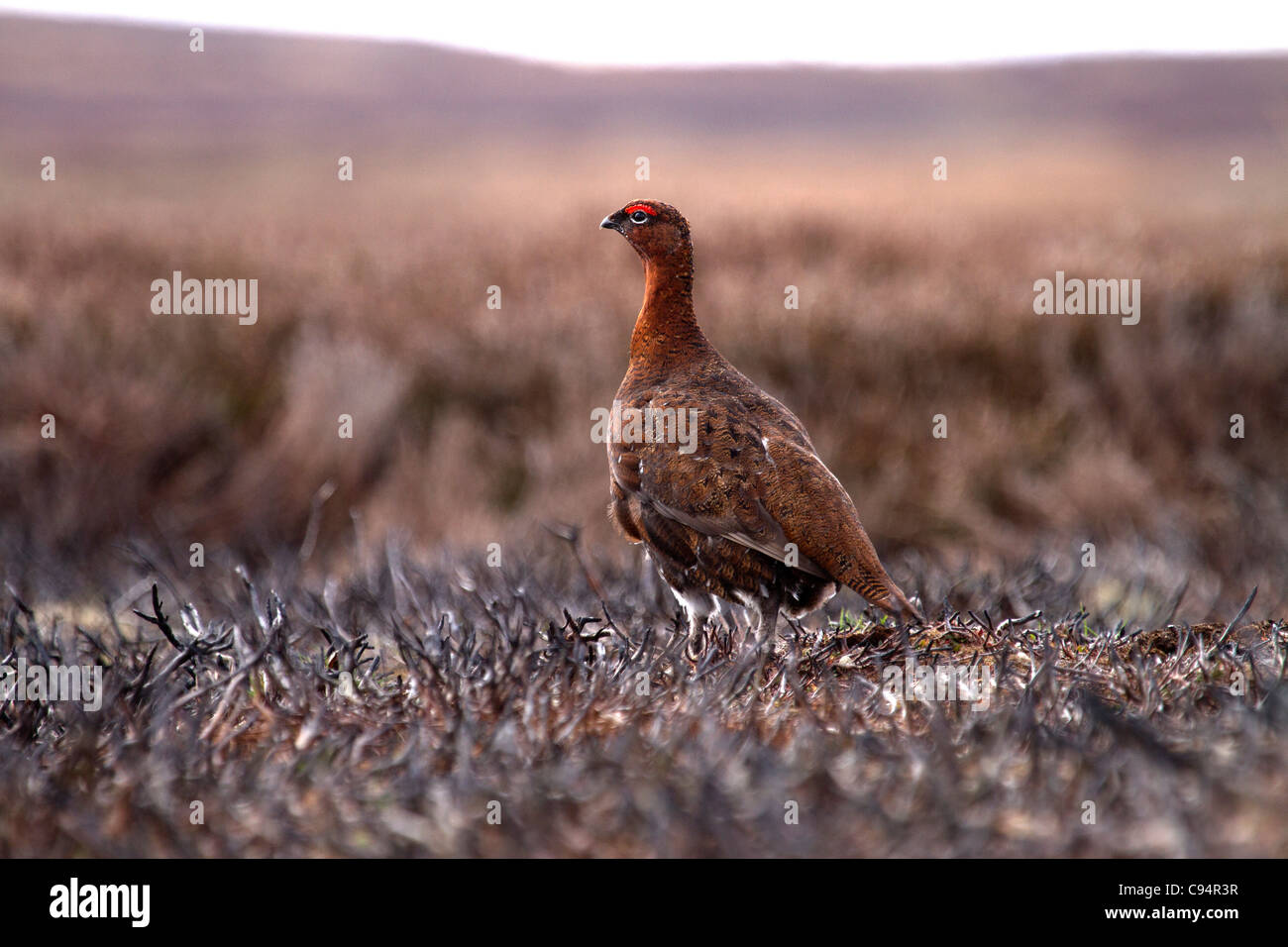 Male red grouse in breeding hi-res stock photography and images - Alamy