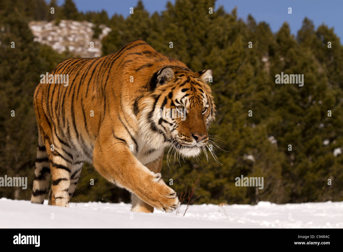 Tiger, Panthera tigris on the prowl in the snowy mountains Stock Photo ...