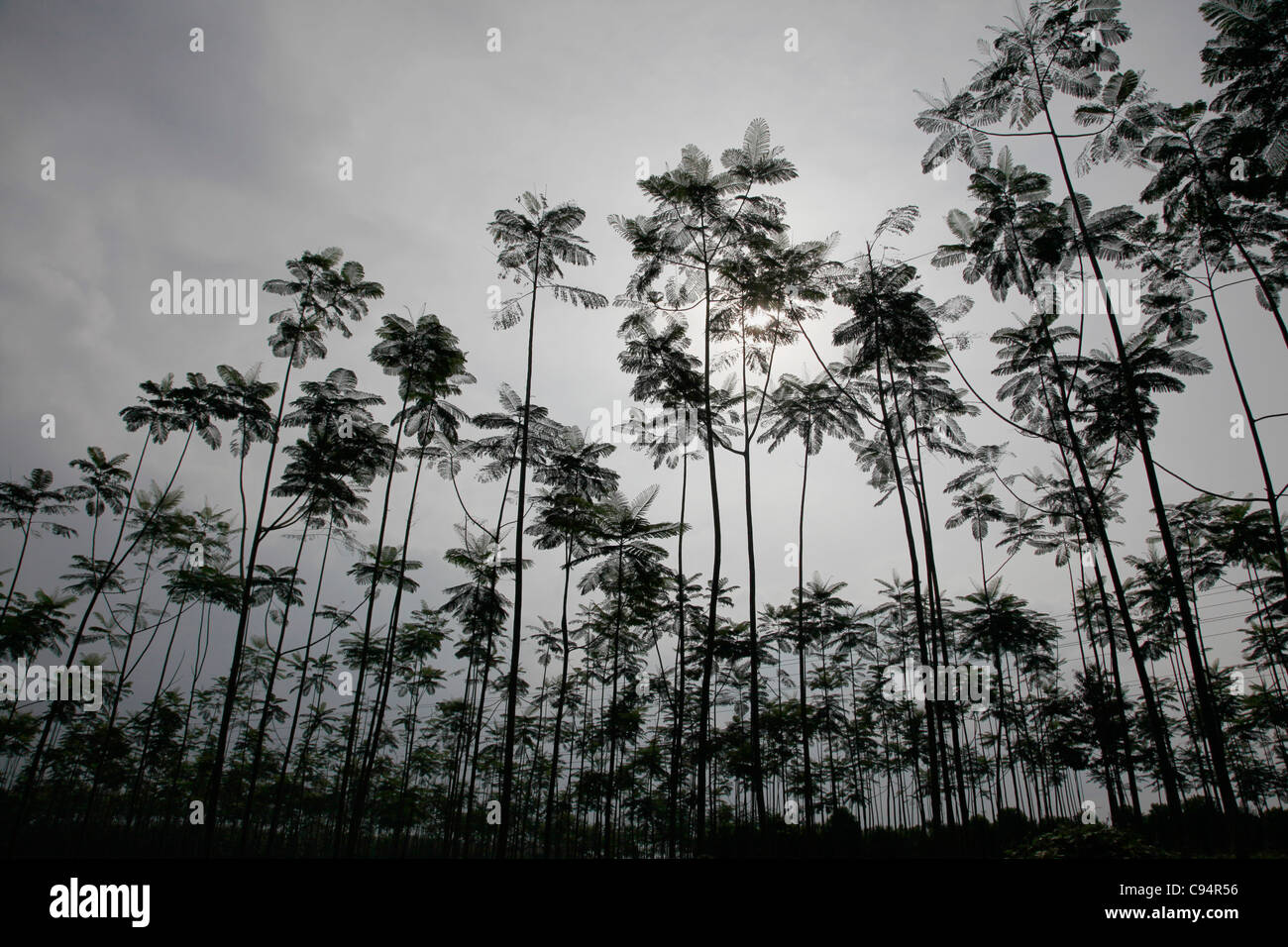 Tropical palm trees in the rainforest of Ecuador, South America Stock ...