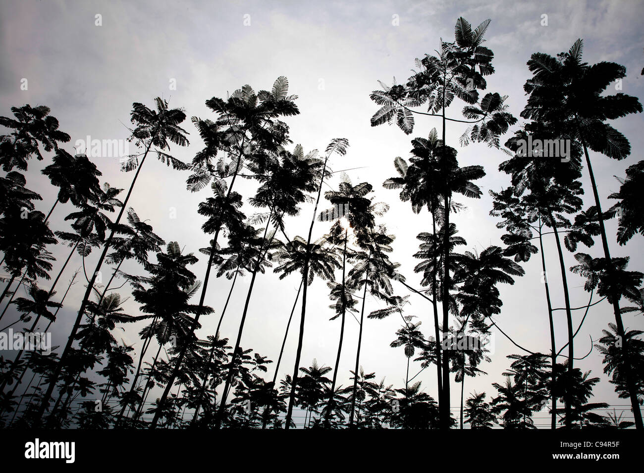 Tropical palm trees in the rainforest of Ecuador, South America Stock ...
