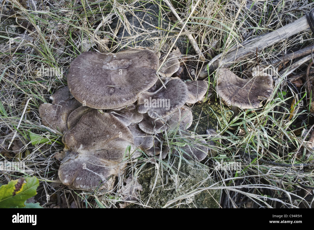 Pleurotus eryngii hi-res stock photography and images - Alamy