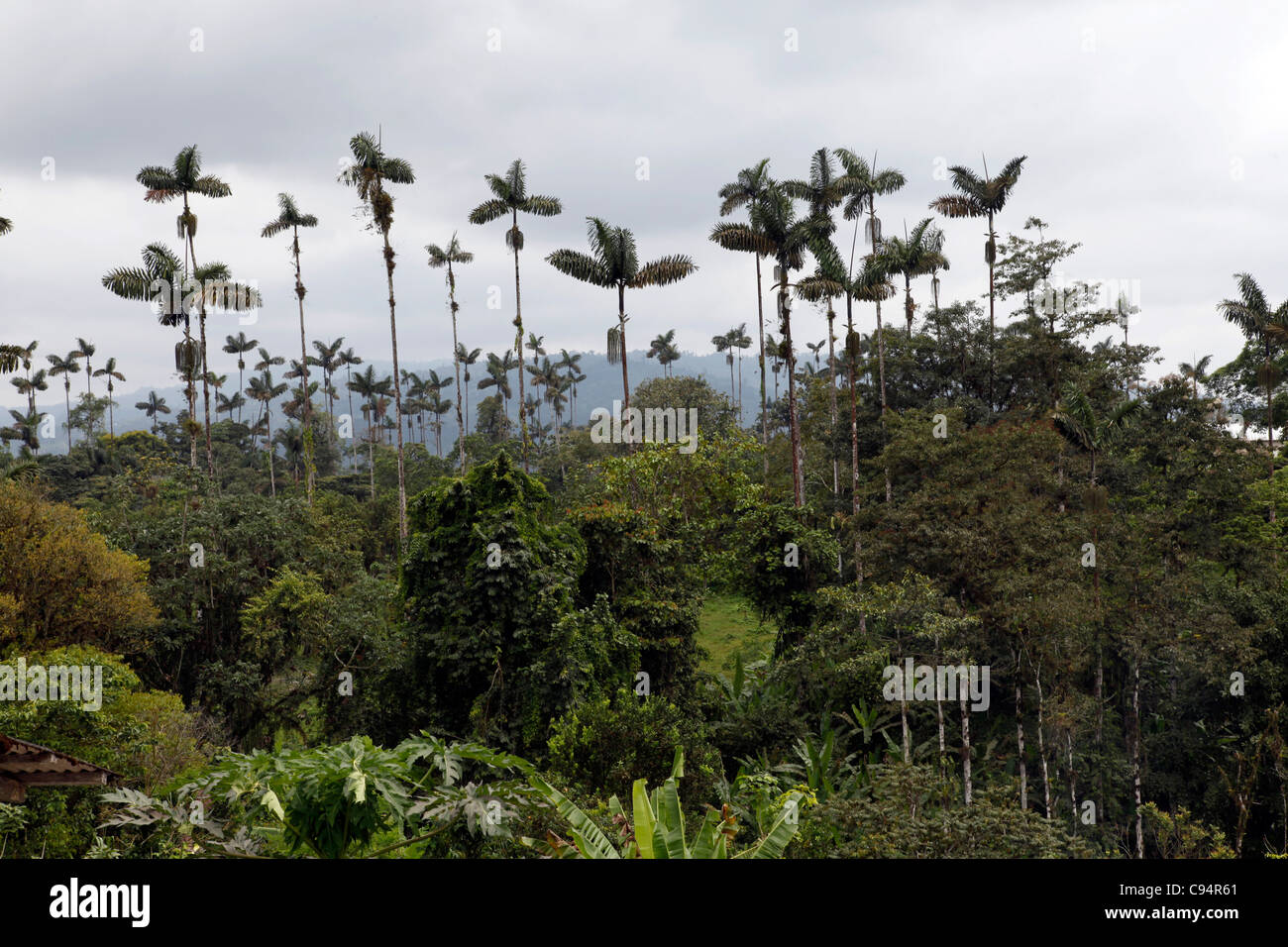 Palm trees in the rainforest in Ecuador, South America Stock Photo - Alamy