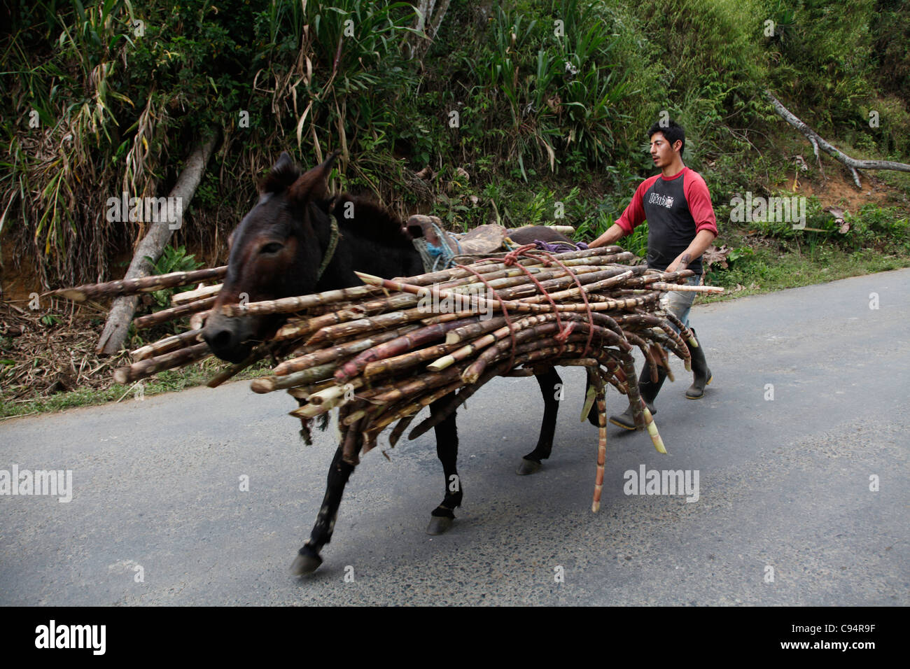 Farmer with donkey carry sugar cane to be processed at a plantation in ...