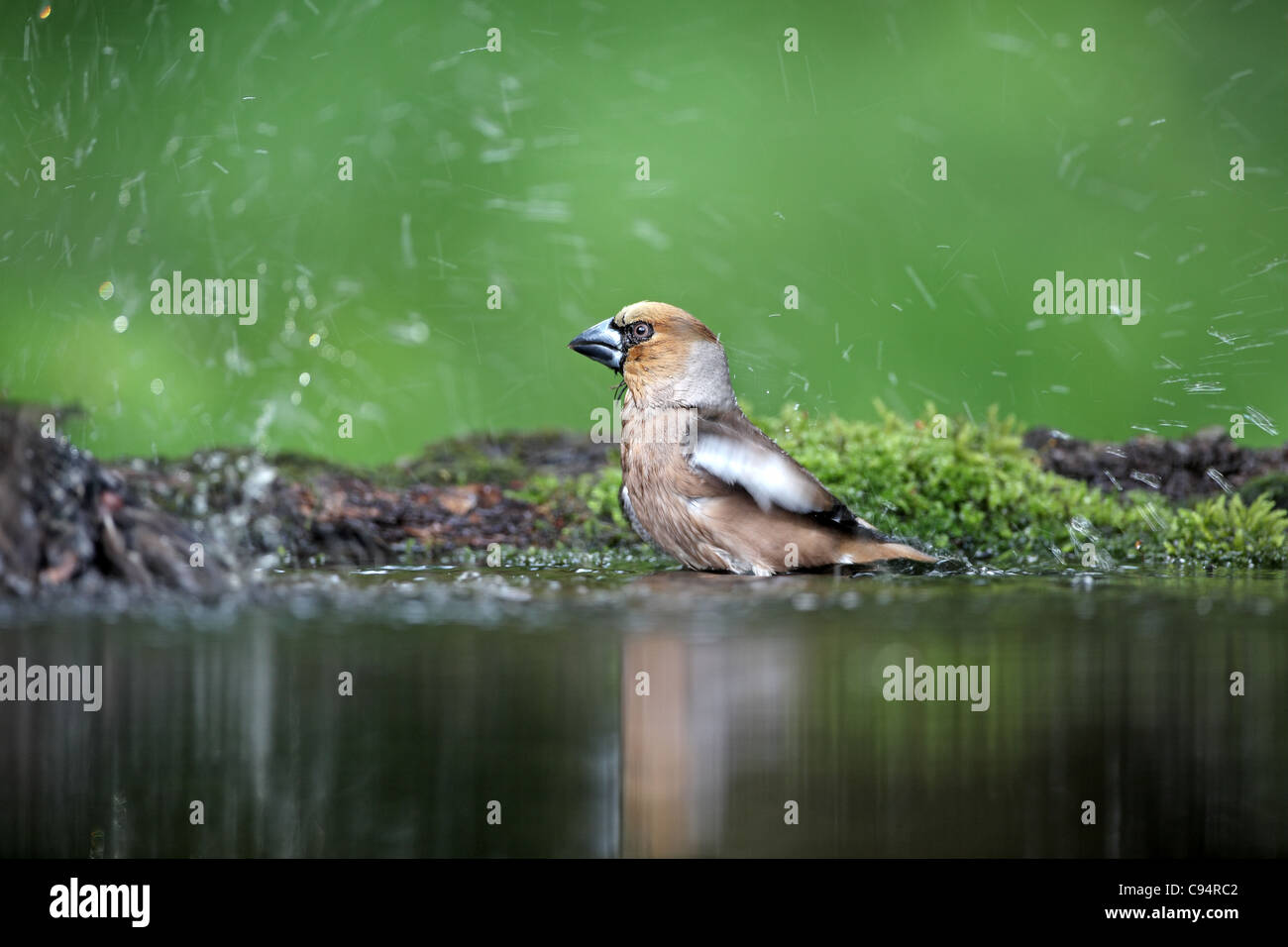 Hawfinch, Coccothraustes coccothraustes, bathing Stock Photo - Alamy