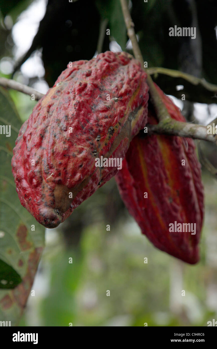 Cocoa fruit in the tropical region of Ecuador Stock Photo - Alamy